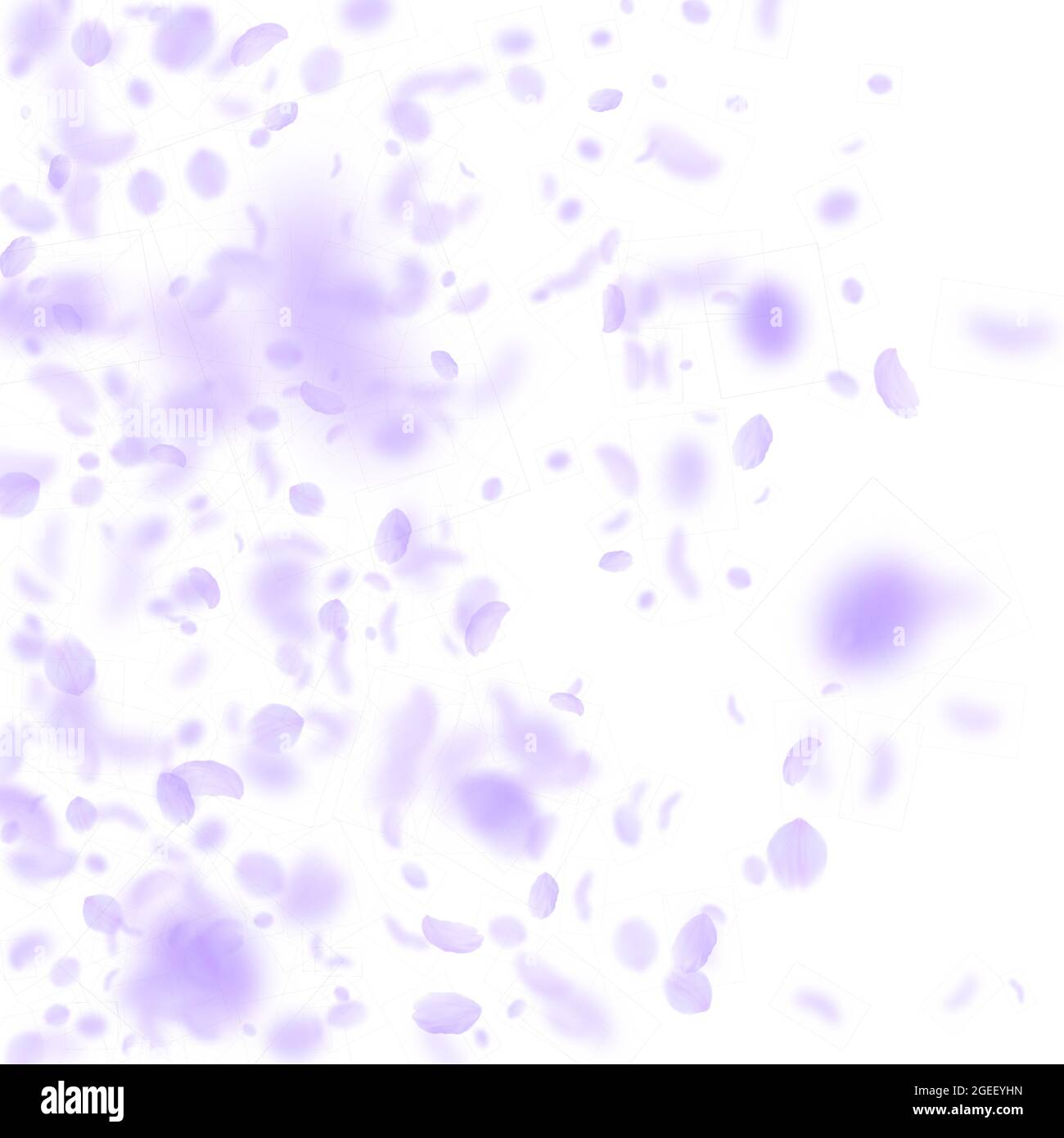 Violet flower petals falling down. Memorable romantic flowers gradient ...