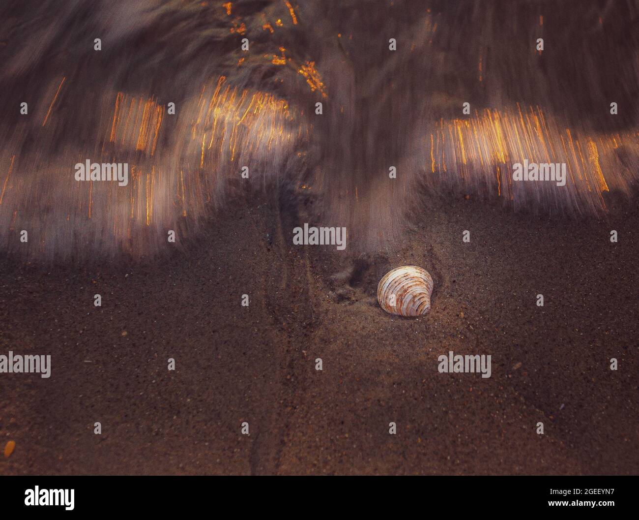 Waves moving over a sea shell Stock Photo - Alamy