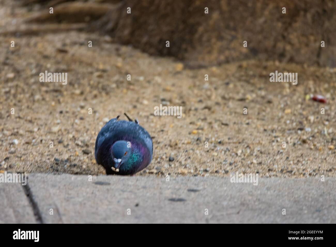 Beautiful pigeon feeding on grain in the wild Stock Photo - Alamy