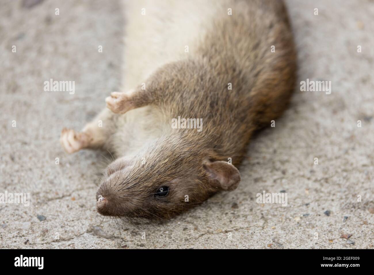Closeup shot brown rat hi-res stock photography and images - Alamy