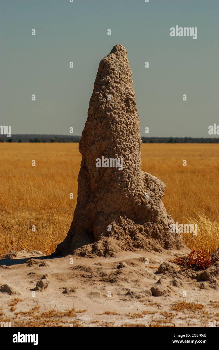 African anthill hi-res stock photography and images - Alamy