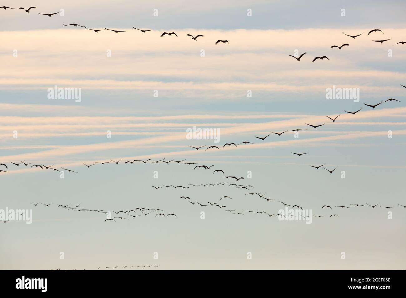 Flock of cranes in flight Stock Photo - Alamy