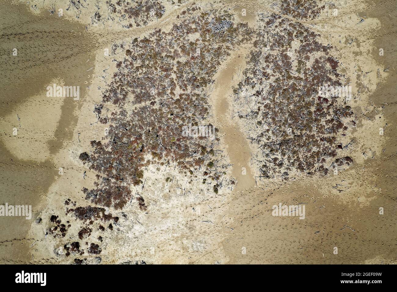 Aerial view of landscape pattern of trees growing on tidal salt flats ...