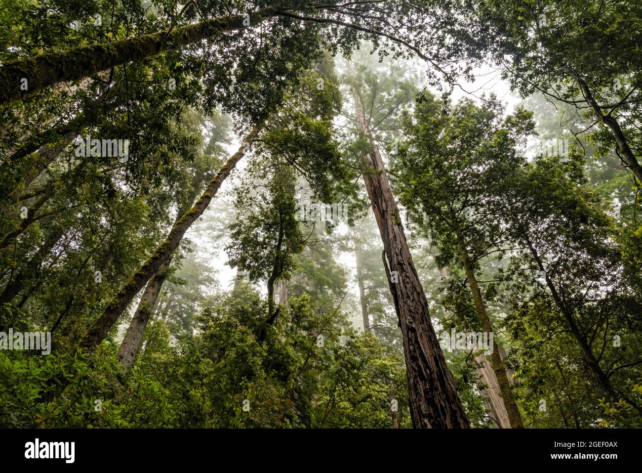 Tops of giant redwood trees lost in the coastal fog near the Tall Trees ...