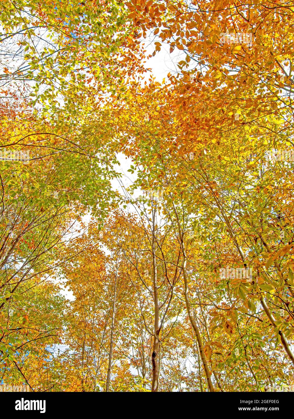 Looking up fall canopy hi-res stock photography and images - Alamy