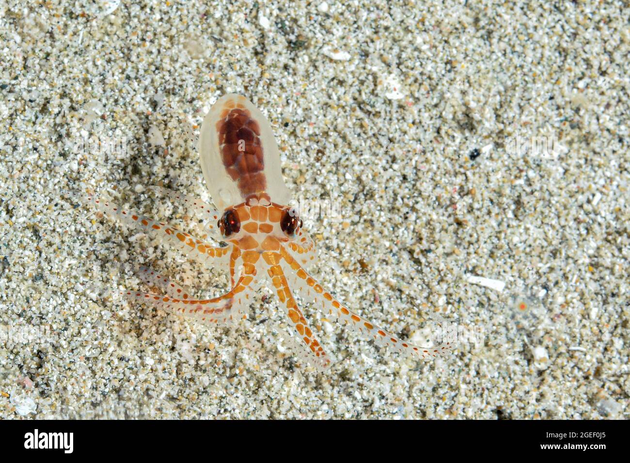 Juvenille baby octopus playing in the sand Stock Photo - Alamy