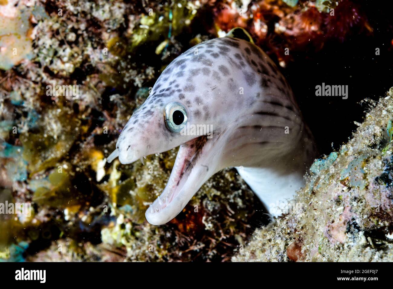White moray eel looking to camera Stock Photo - Alamy