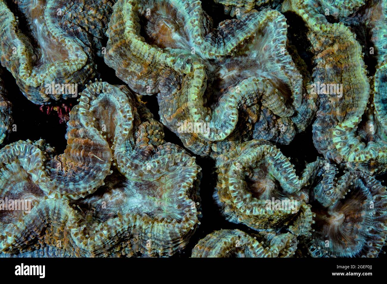 Open Brain Coral Details and beautiful pattern Stock Photo - Alamy