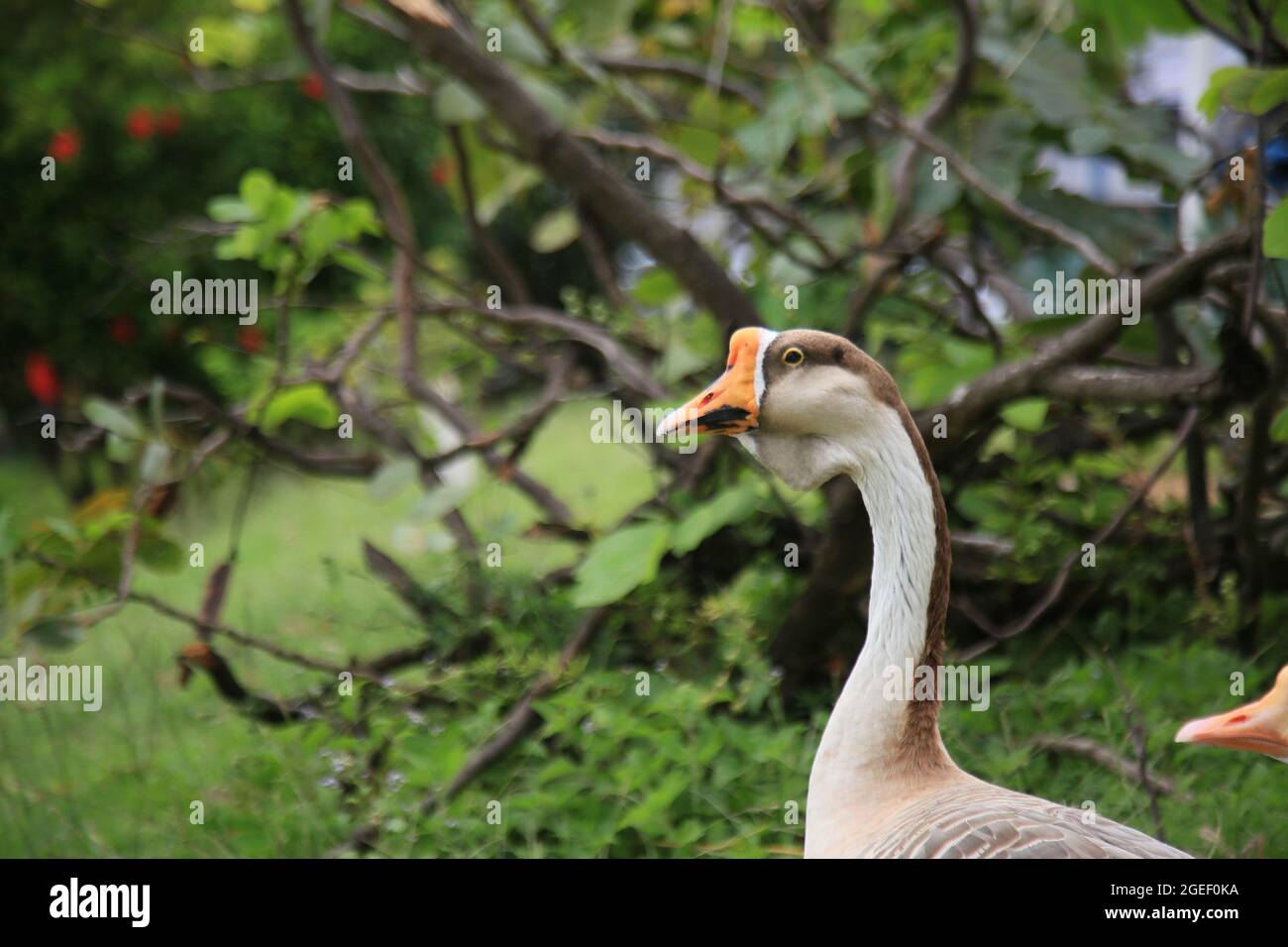 salvador, bahia, brazil - august 17, 2021: geese birds are seen on the ...