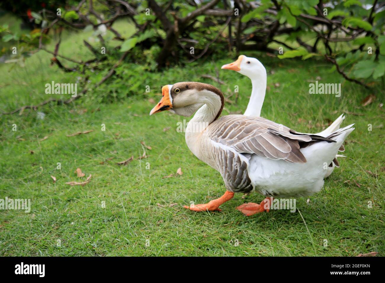 salvador, bahia, brazil - august 17, 2021: geese birds are seen on the ...