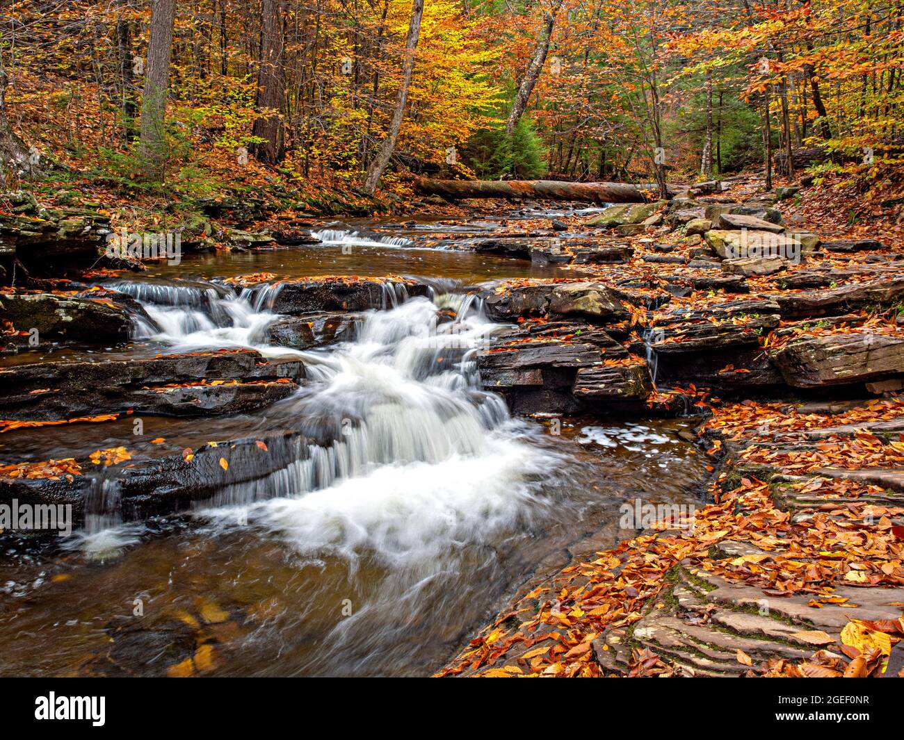 Water fall, Ricketts Glen State Park, PA during fall Stock Photo - Alamy