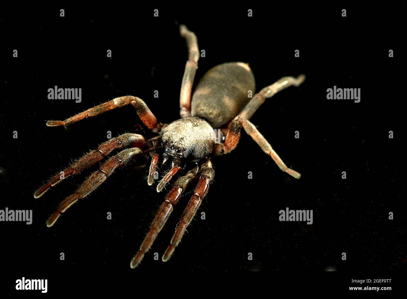 Poisonous white tailed spider (Lampona cylindrica Stock Photo - Alamy