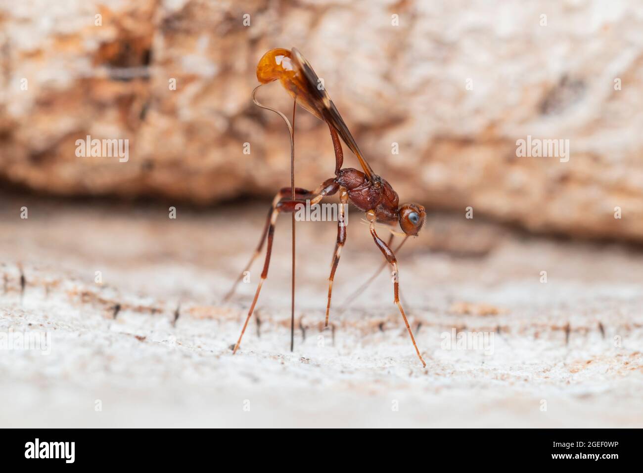 A female Braconid wasp (Spathius sp.) oviposits into a dead oak tree ...