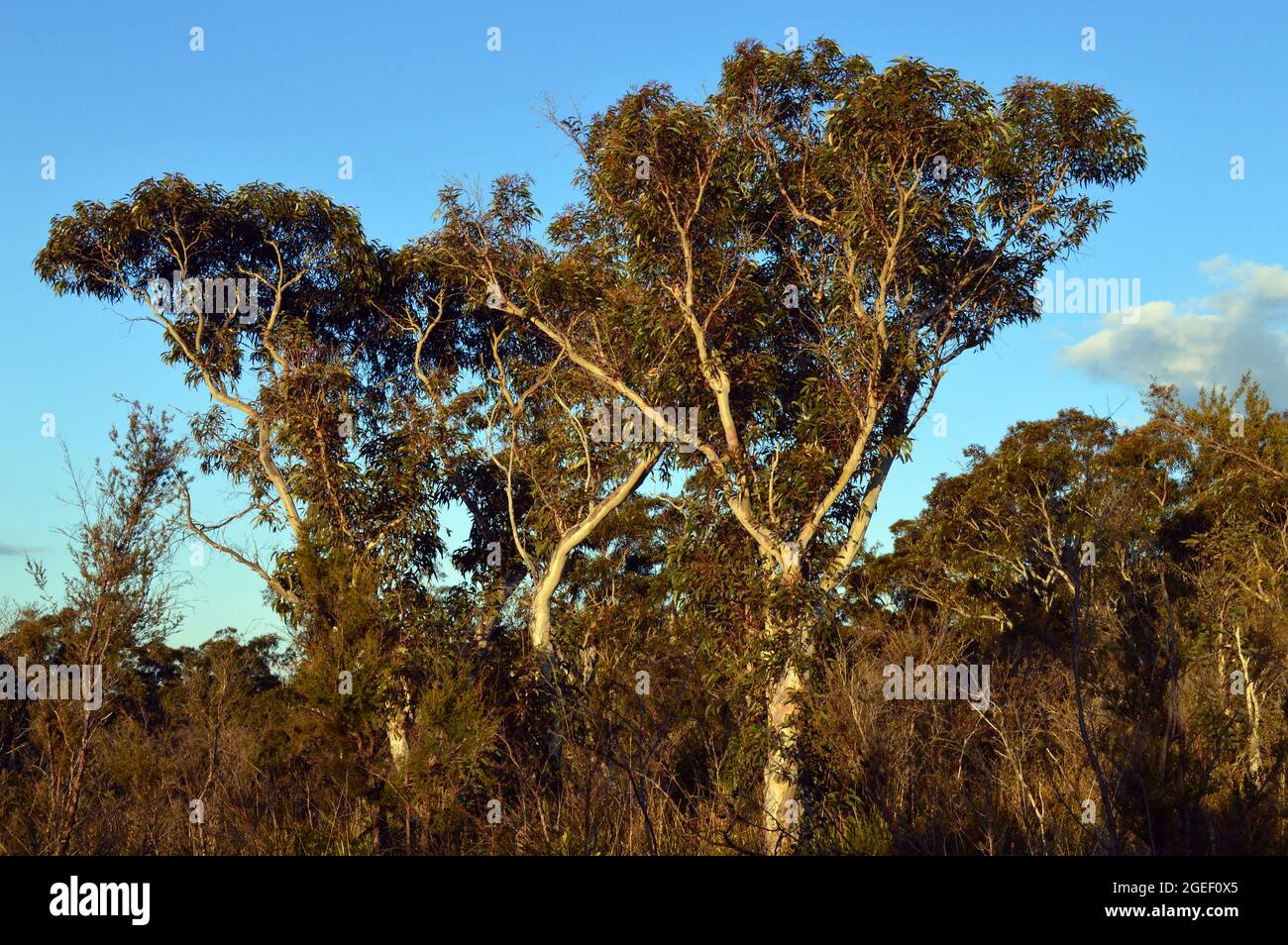 Eucalyptus trees in late hi-res stock photography and images - Alamy