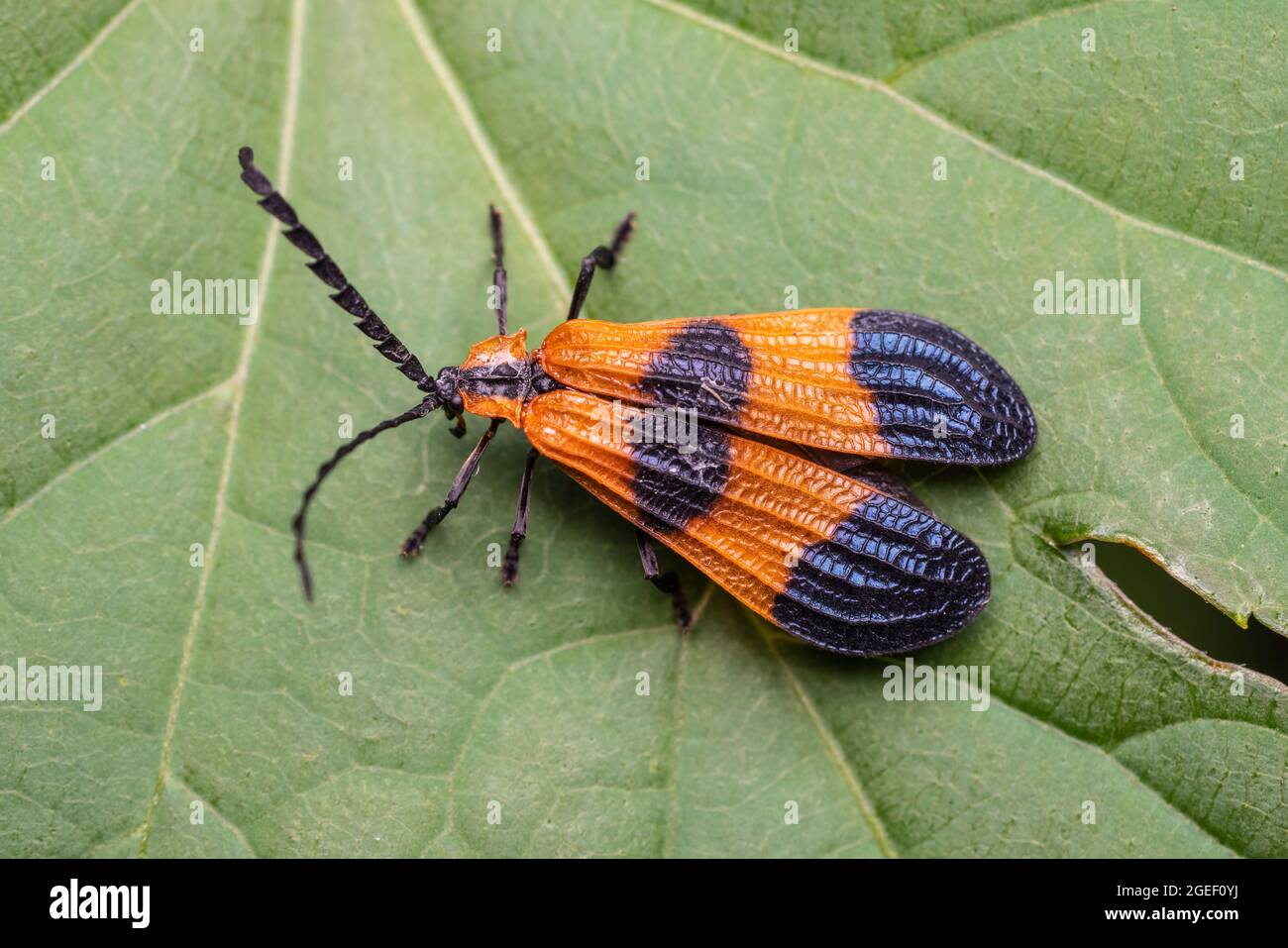 End Band Net-wing Beetle (Calopteron terminale Stock Photo - Alamy