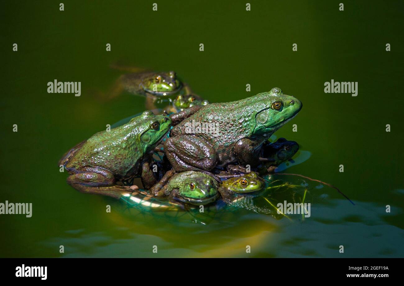 SUQIAN, CHINA - AUGUST 19, 2021 - Crowds of bullfrogs thrive at a ...