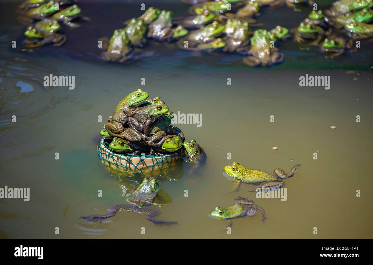 SUQIAN, CHINA - AUGUST 19, 2021 - Crowds of bullfrogs thrive at a ...