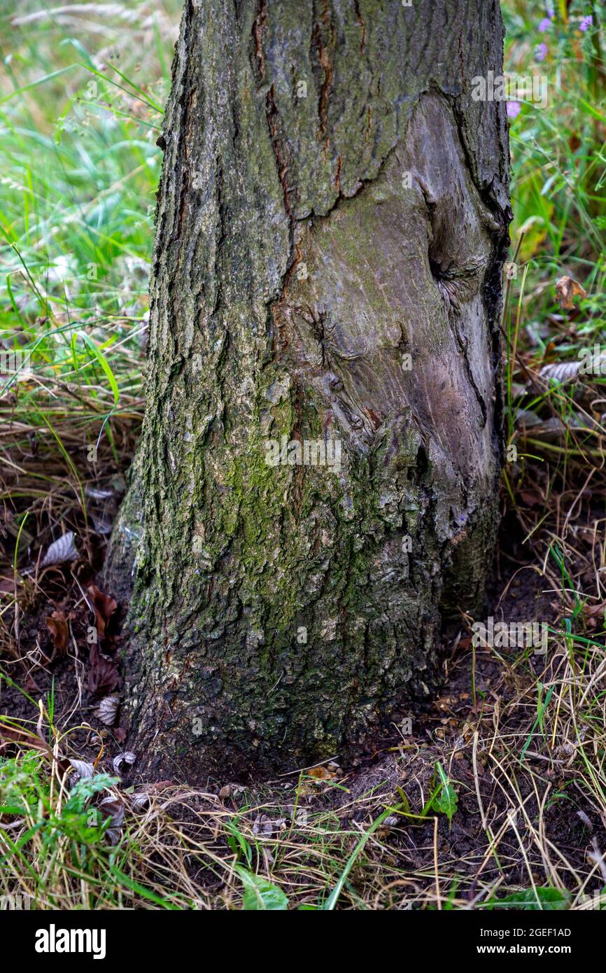Sorbus aria trunk base Stock Photo - Alamy