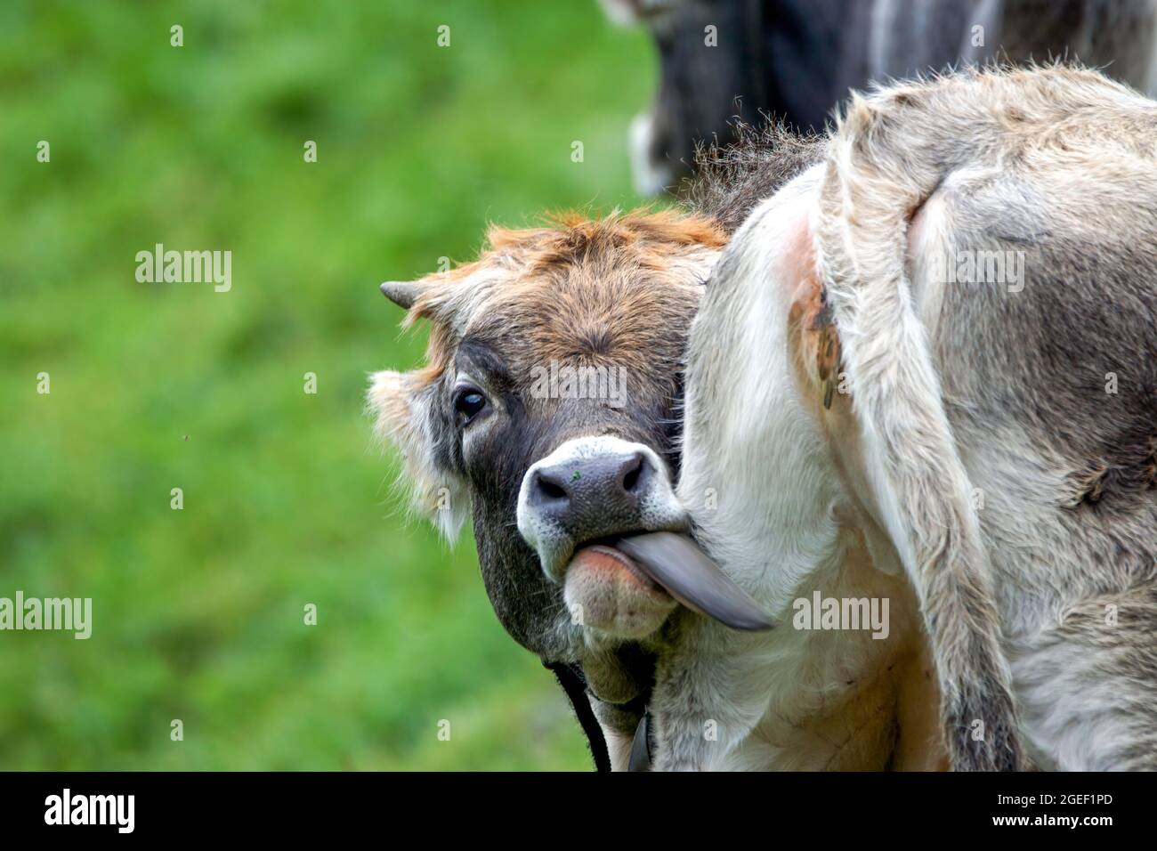 Another cow hi-res stock photography and images - Alamy