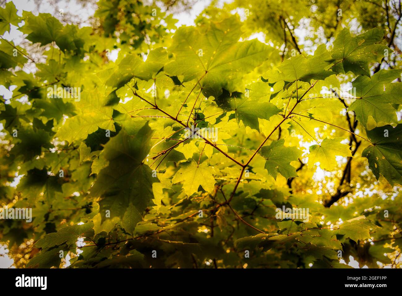 Low angle shot of the beautiful fresh leaves on the branches of a tree ...