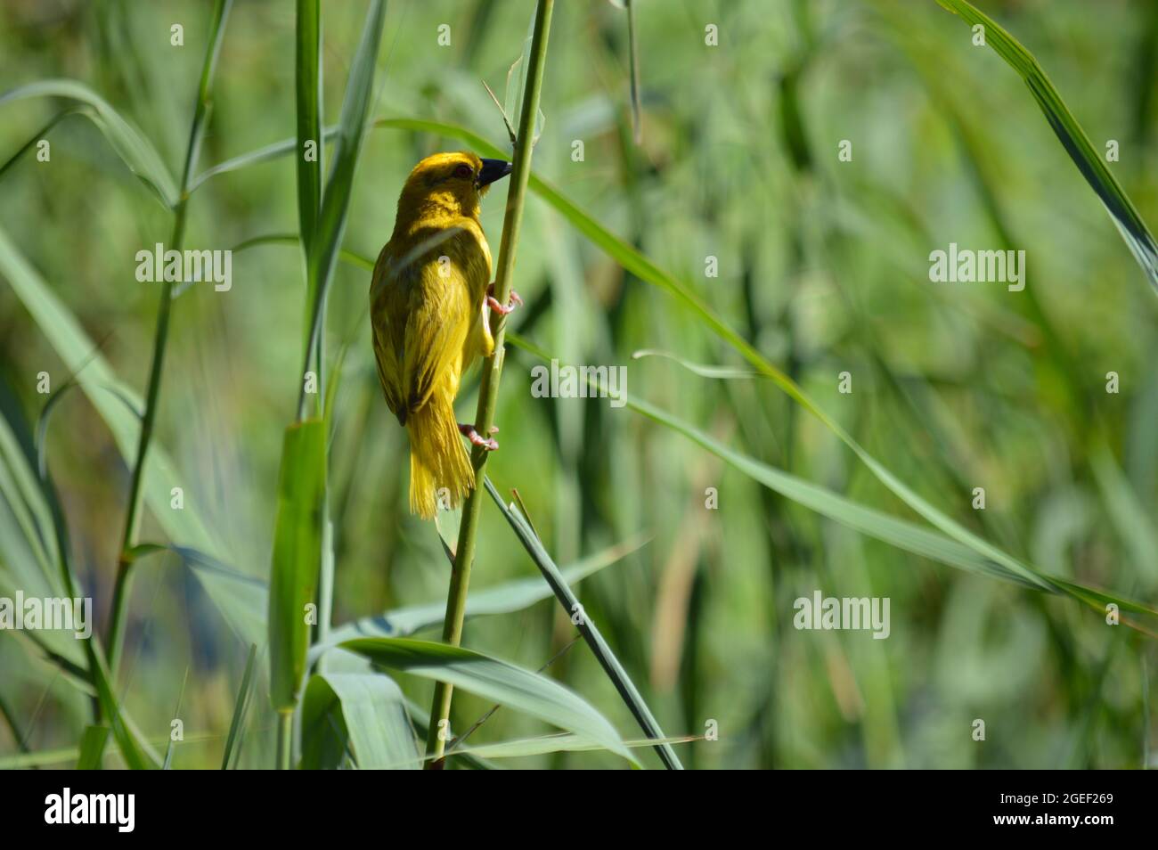 Selective closeup of a Vitelline Masked-weaver bird on a grass stem ...