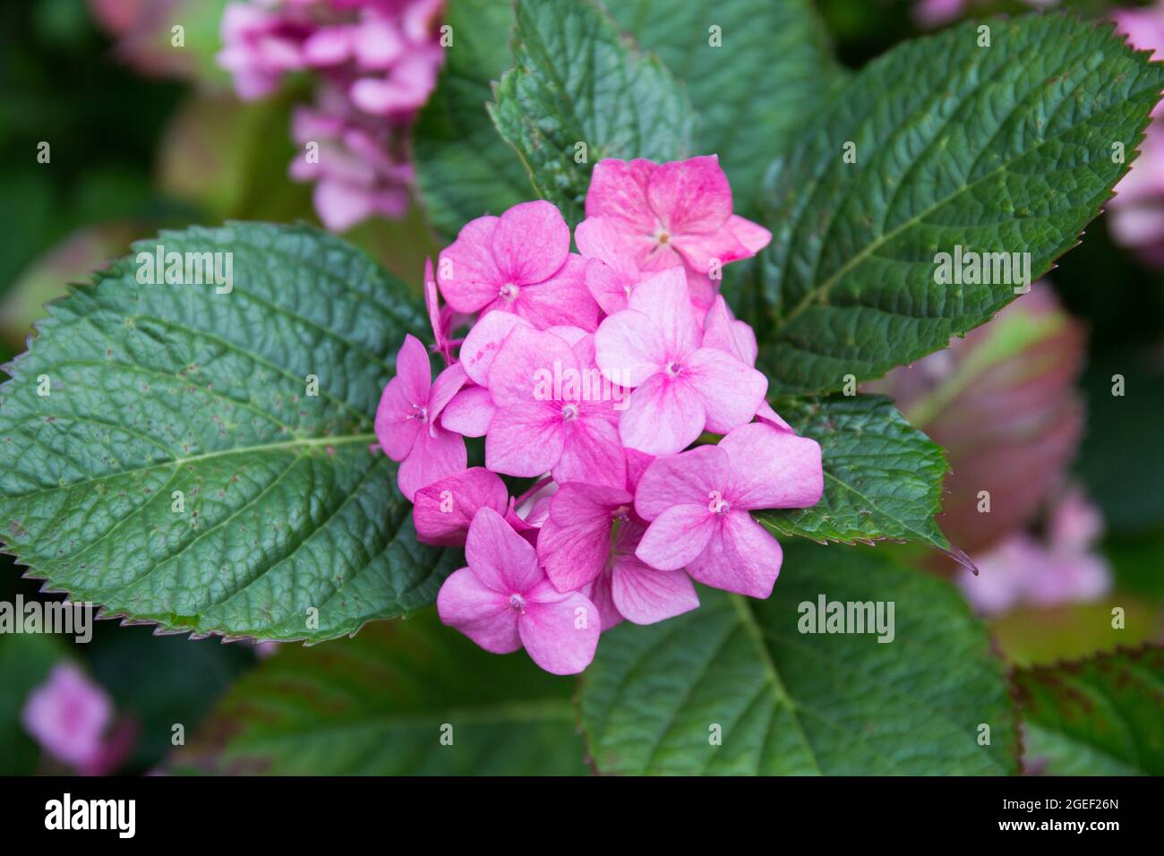 Selective closeup of Hydrangea macrophylla flower in a garden Stock Photo - Alamy