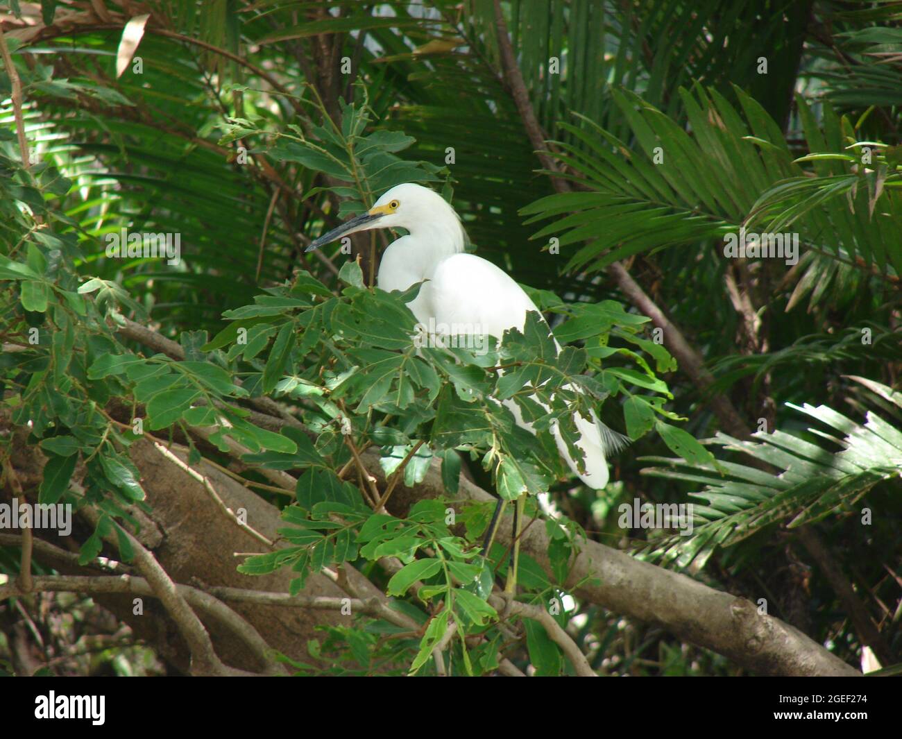 Great White Egret in Palo Verde National Park, Costa Rica Stock Photo ...