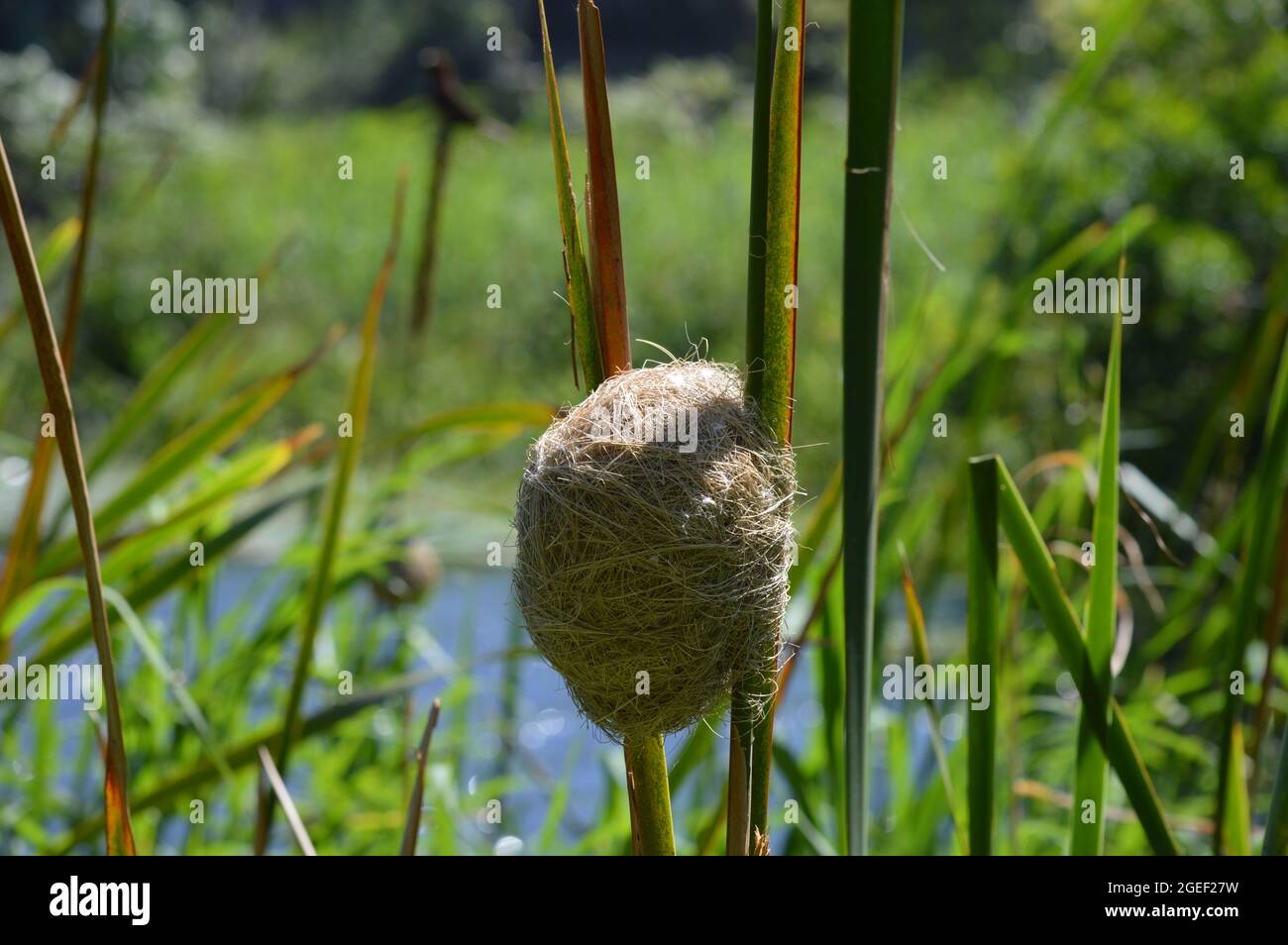 Selective of a birds nest on the reeds Stock Photo - Alamy