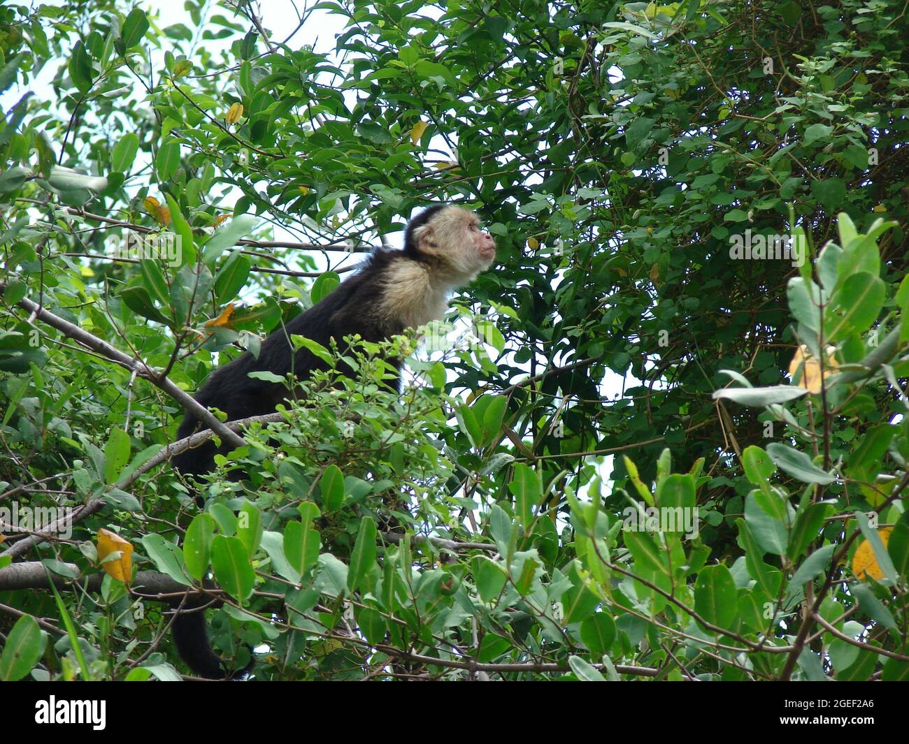 White faced monkey hi-res stock photography and images - Alamy
