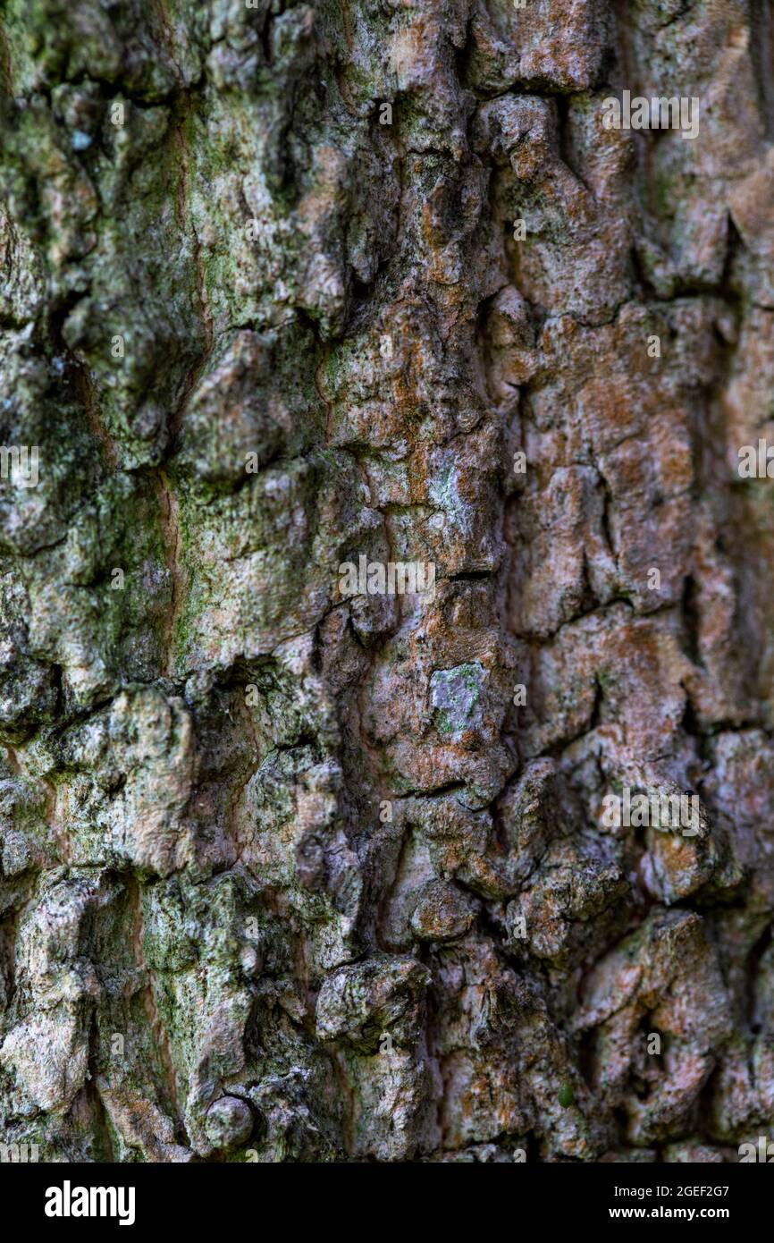 Buxus sempervirens bark Stock Photo - Alamy