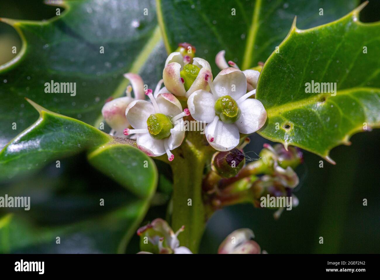 Female holly flower hi-res stock photography and images - Alamy