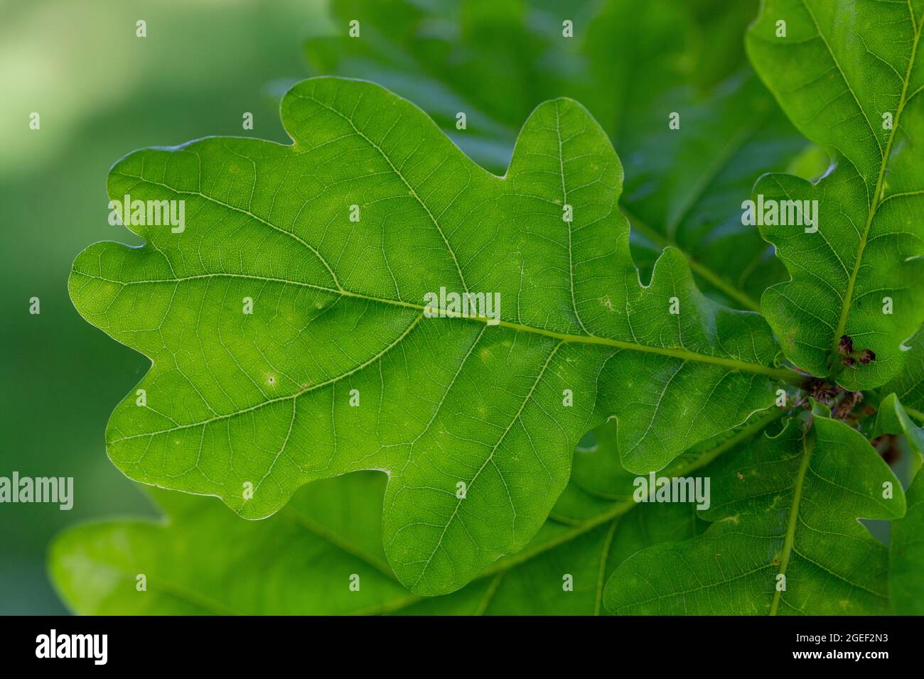 Quercus robur leaf Stock Photo - Alamy