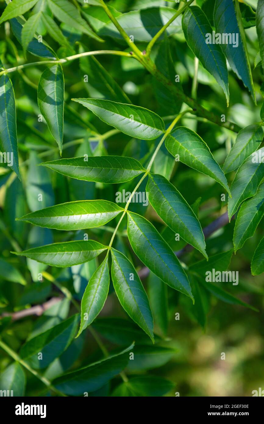 Fraxinus Excelsior Leaves High Resolution Stock Photography and Images - Alamy