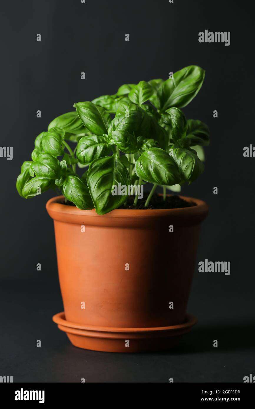 Fresh basil in pot on dark background Stock Photo - Alamy