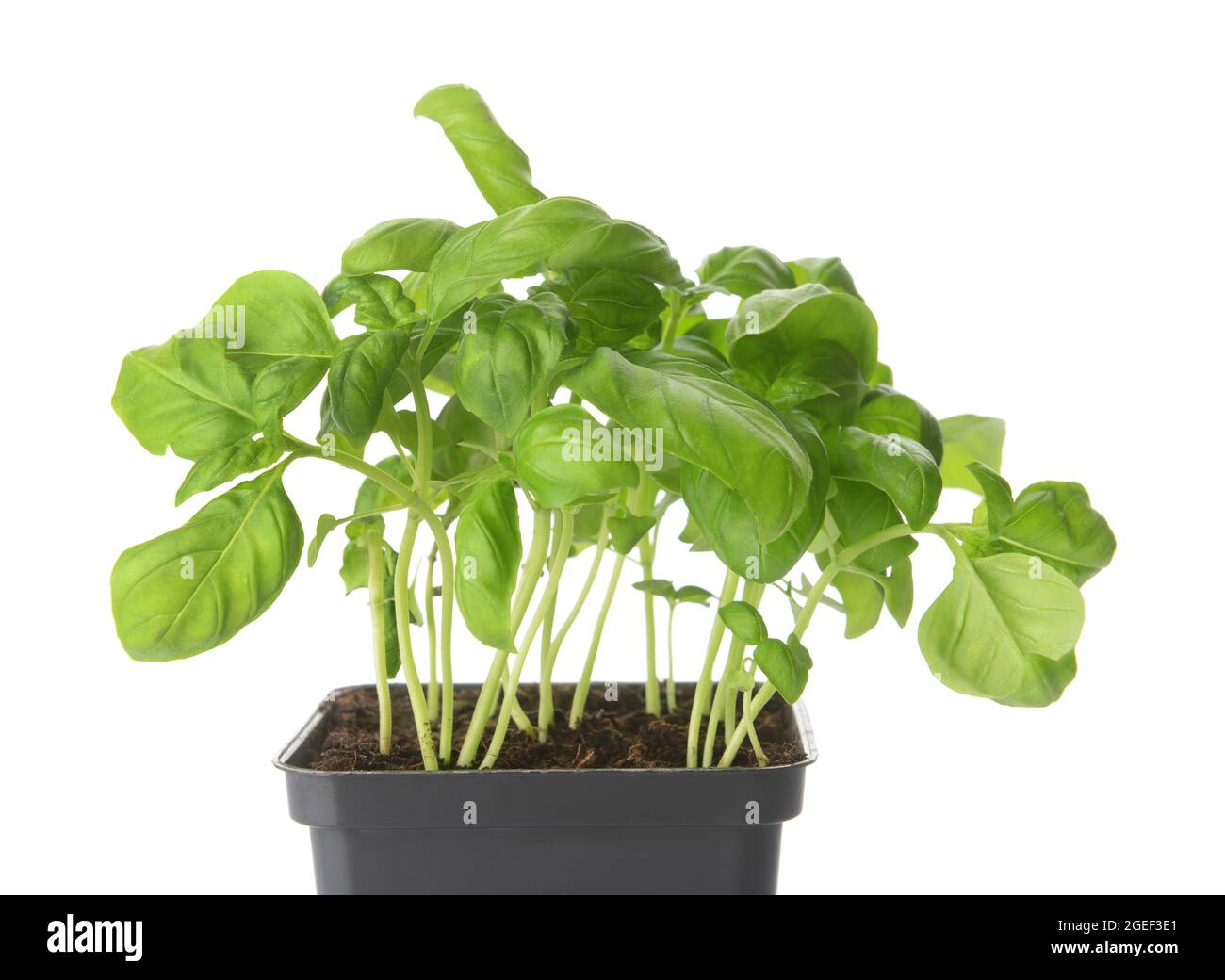 Fresh basil in pot on white background, closeup Stock Photo - Alamy