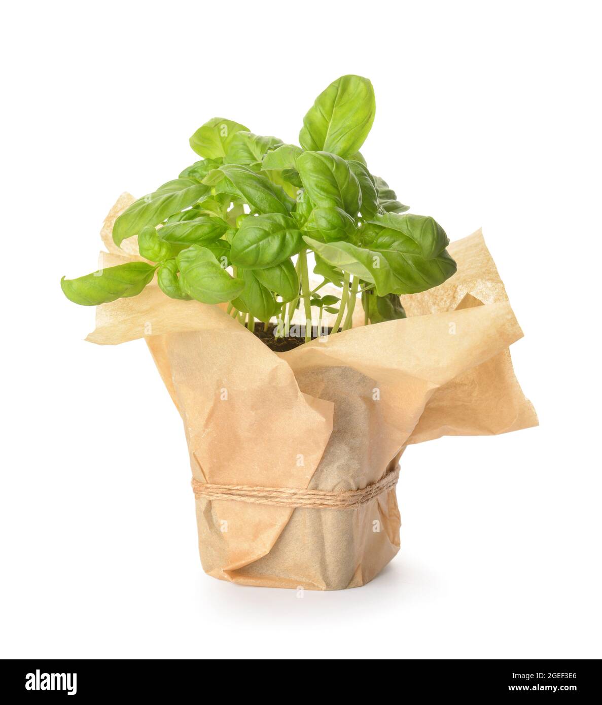 Fresh basil in pot on white background Stock Photo - Alamy