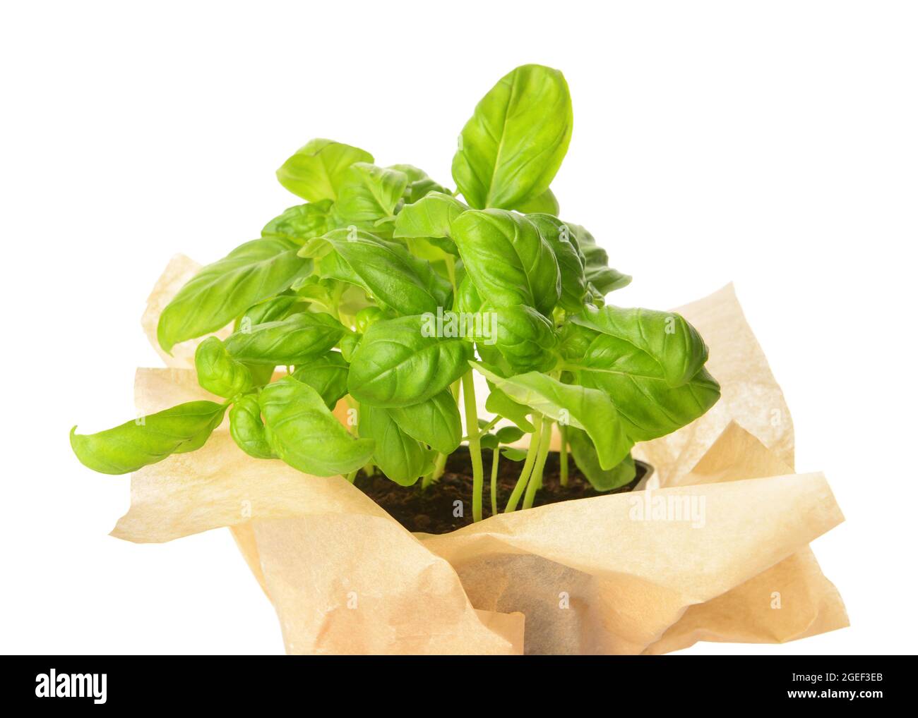 Fresh basil in pot on white background, closeup Stock Photo - Alamy