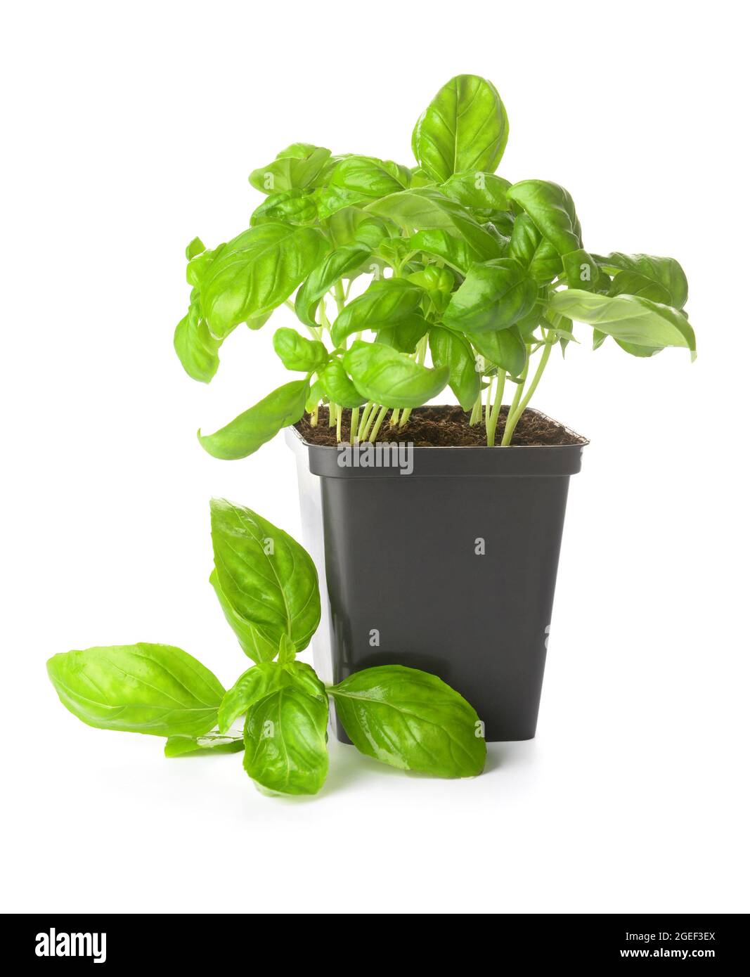 Fresh basil in pot on white background Stock Photo - Alamy