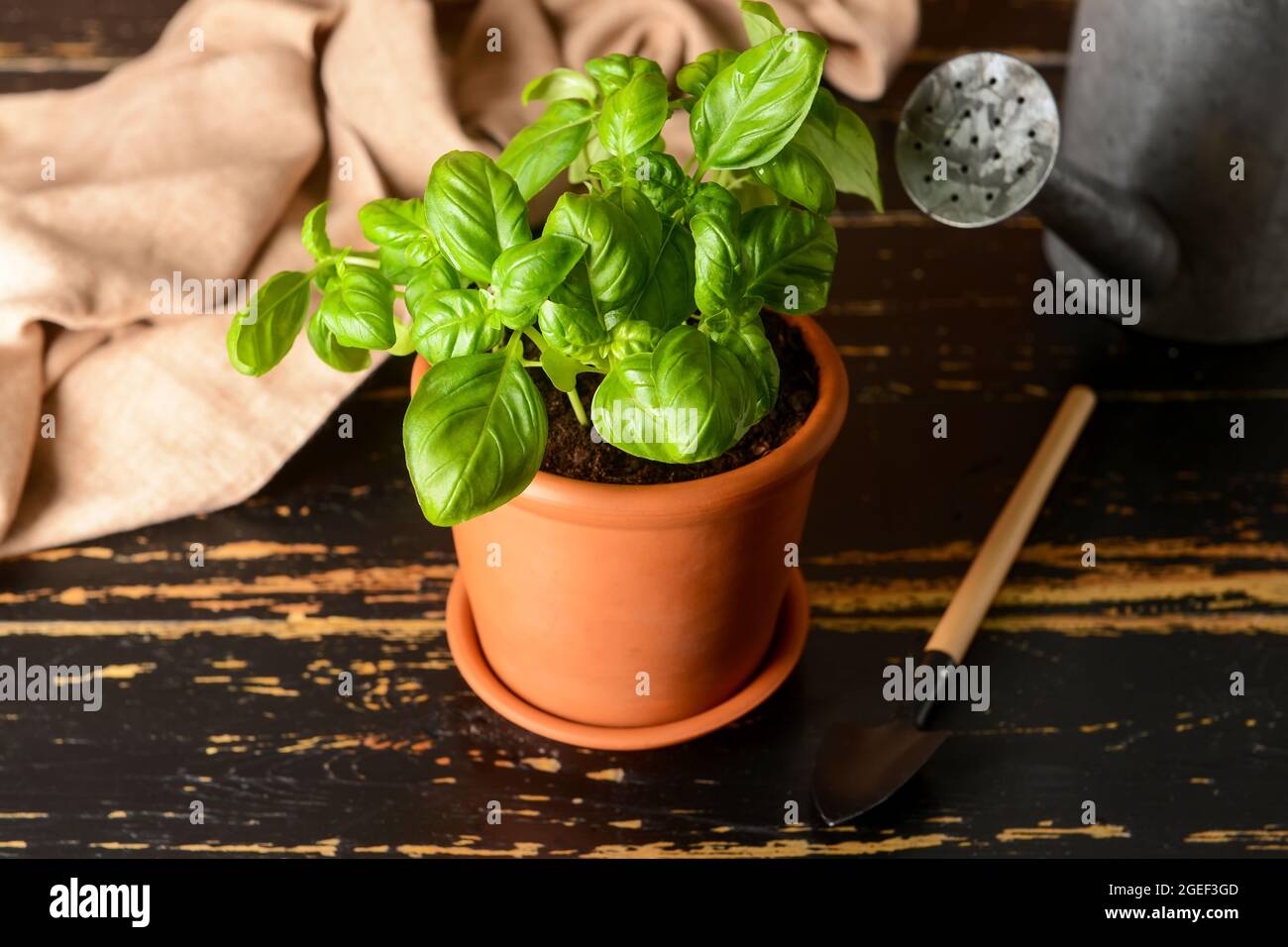 Fresh basil in pot on wooden background Stock Photo - Alamy