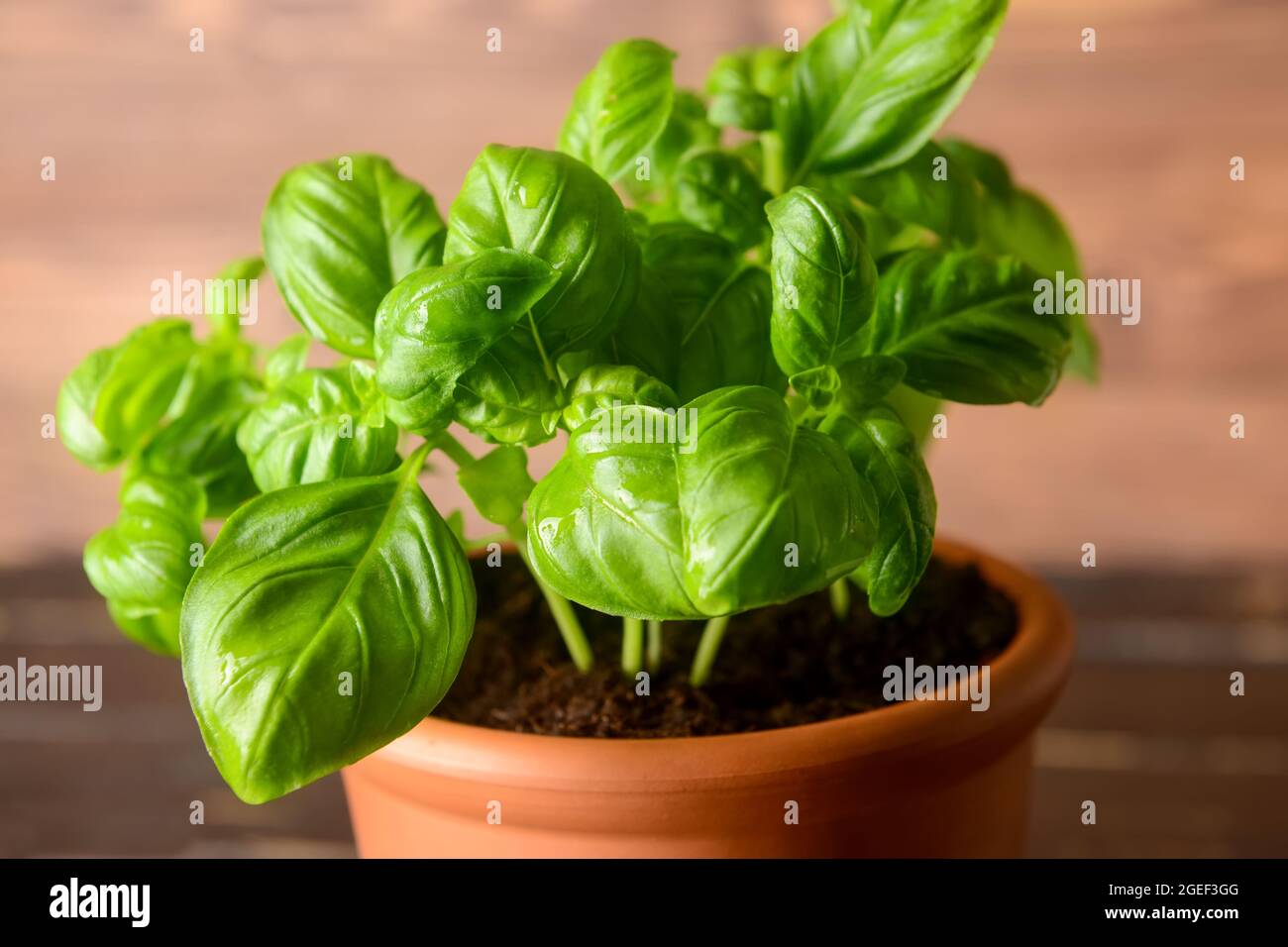 Fresh basil in pot on table, closeup Stock Photo - Alamy