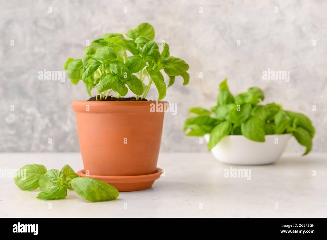 Fresh basil in pot on light background Stock Photo - Alamy
