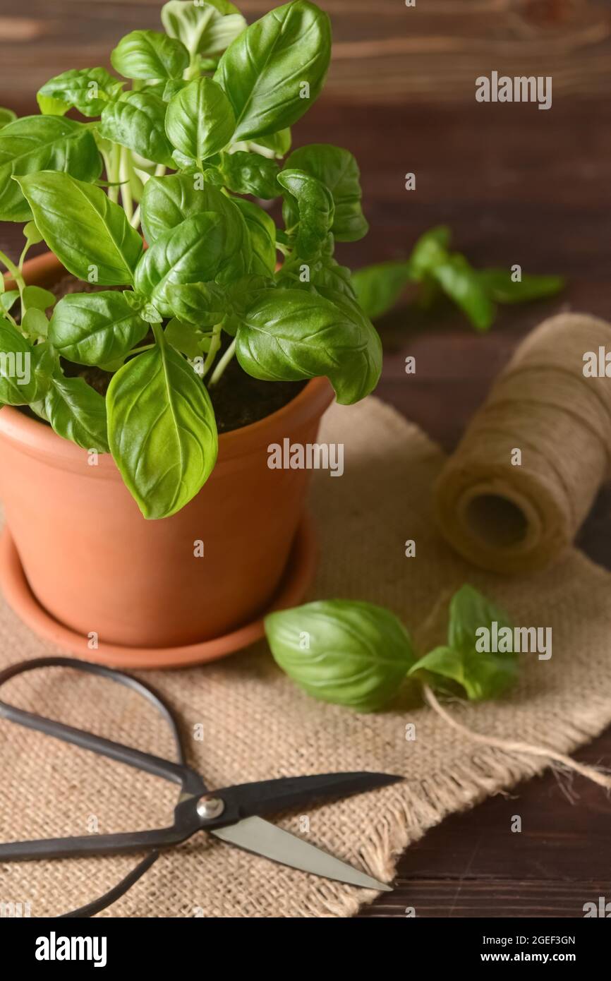 Fresh basil in pot, scissors and rope on wooden background Stock Photo ...