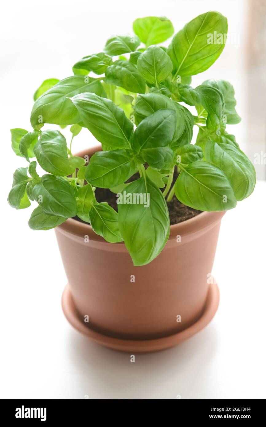 Fresh basil in pot on light background Stock Photo - Alamy