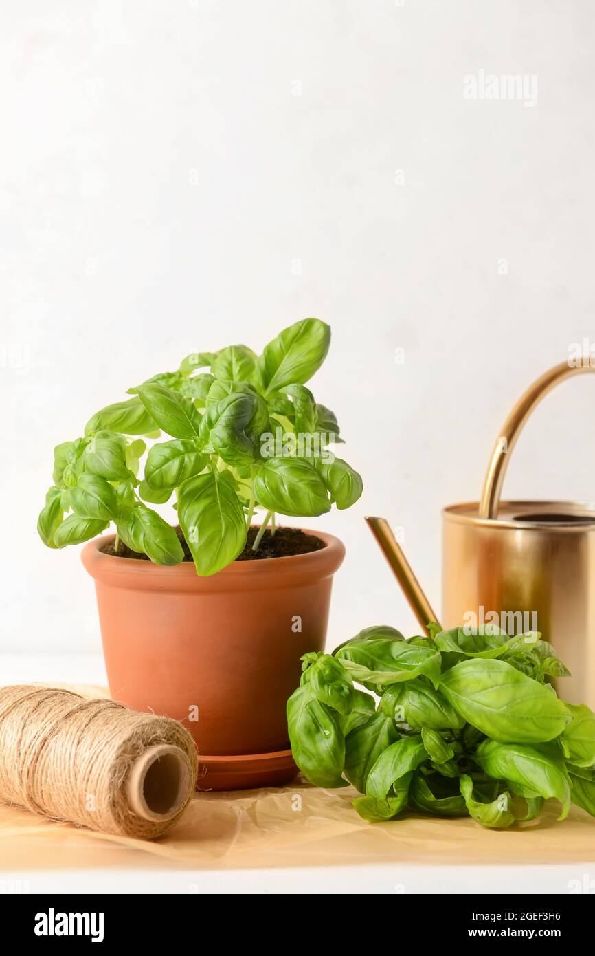 Fresh basil in pot, rope and watering can on light background Stock ...