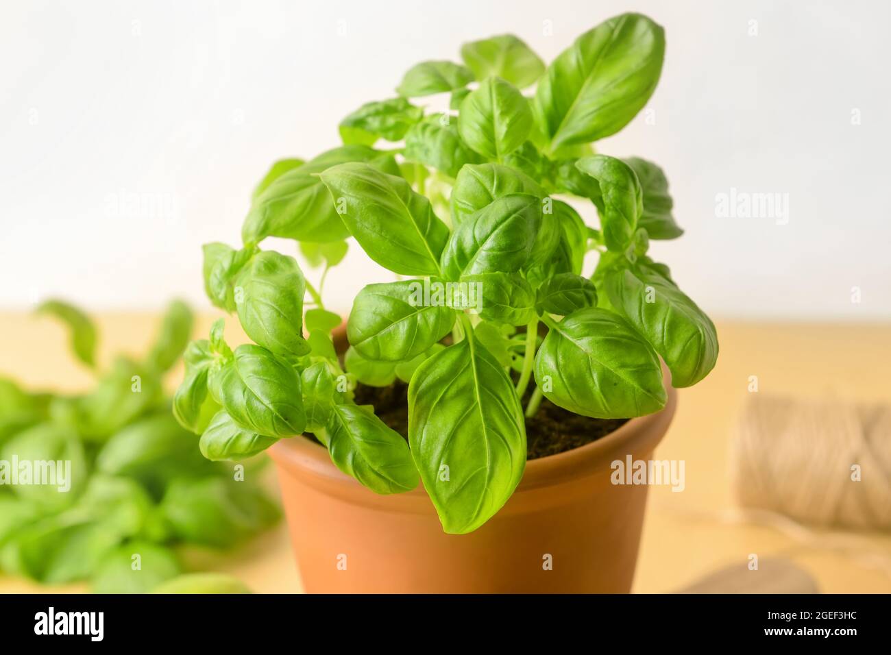 Fresh basil in pot on table, closeup Stock Photo - Alamy
