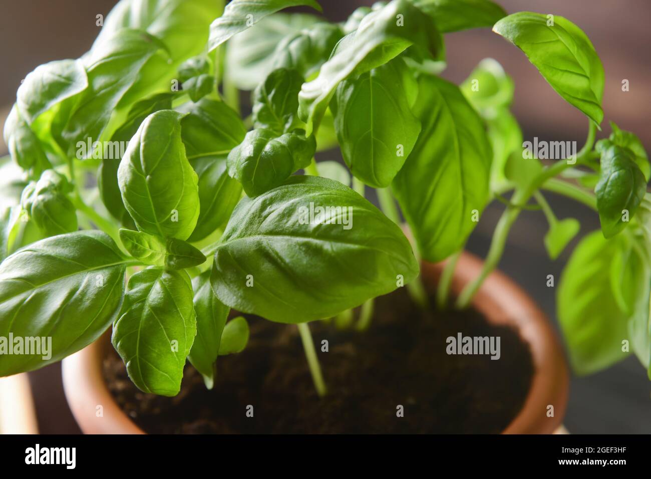 Fresh basil in pot, closeup Stock Photo - Alamy