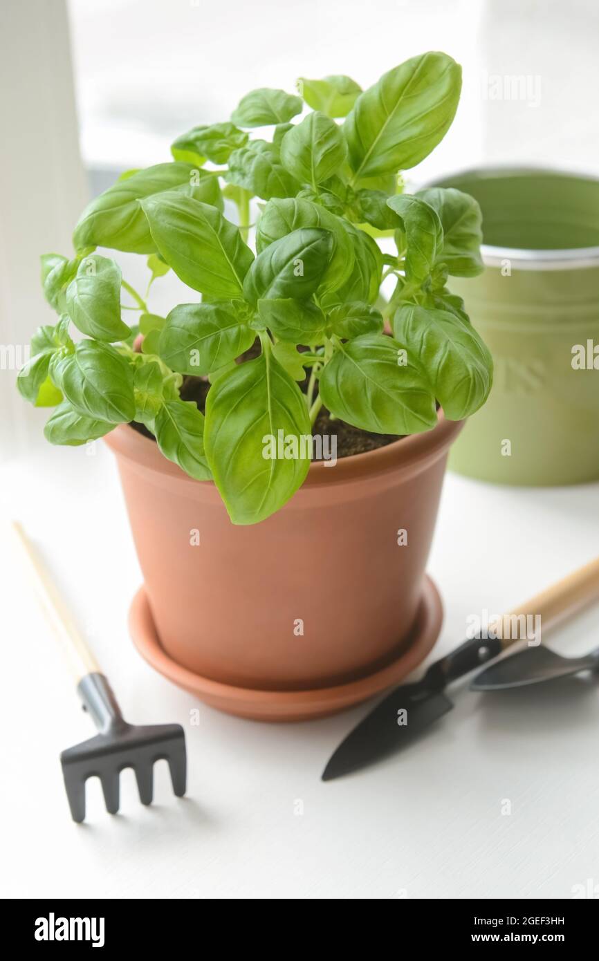 Fresh basil in pot and gardening tools on windowsill Stock Photo - Alamy