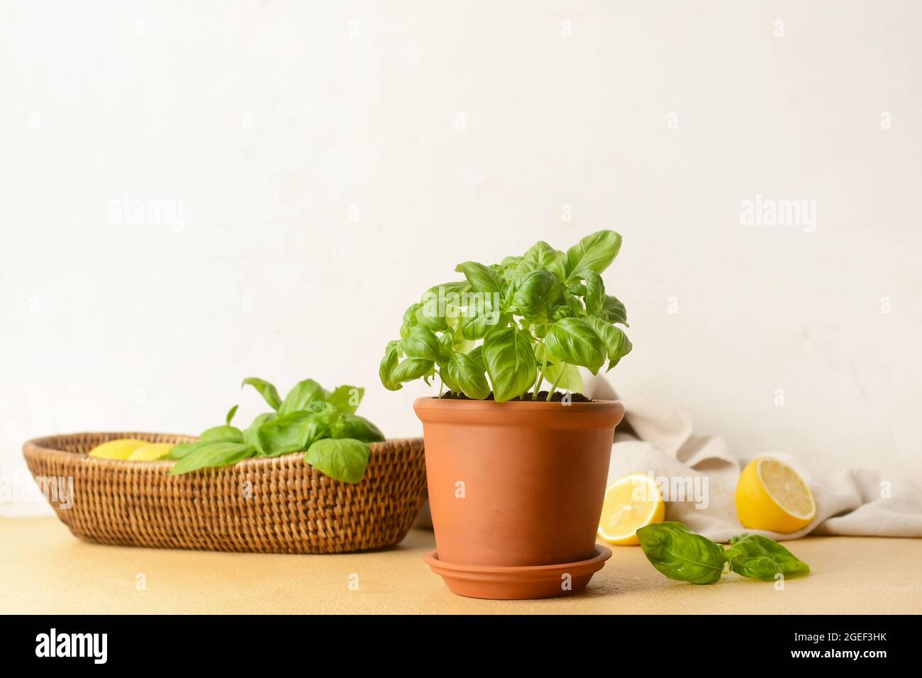 Fresh basil in pot on table Stock Photo - Alamy