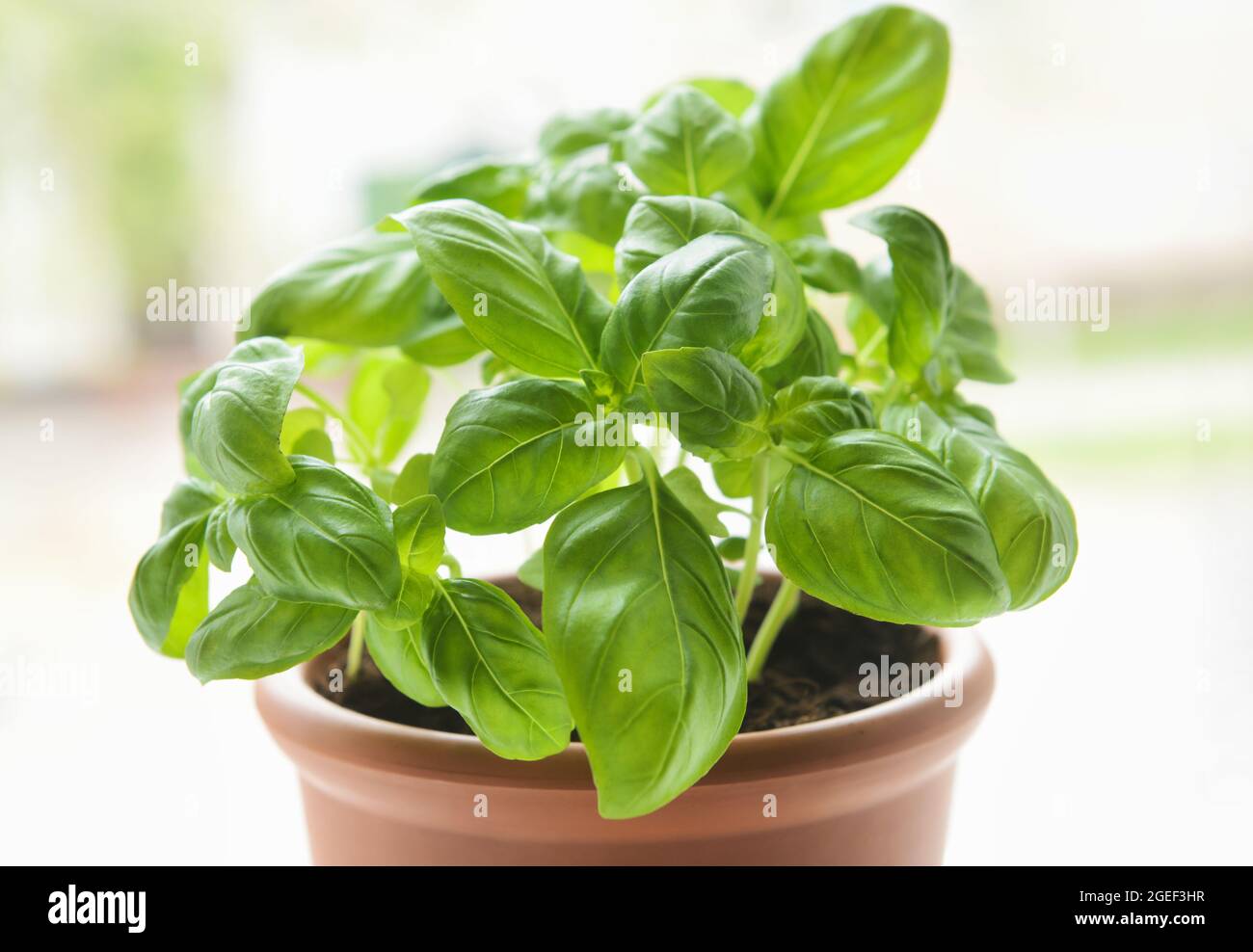 Fresh basil in pot, closeup Stock Photo - Alamy