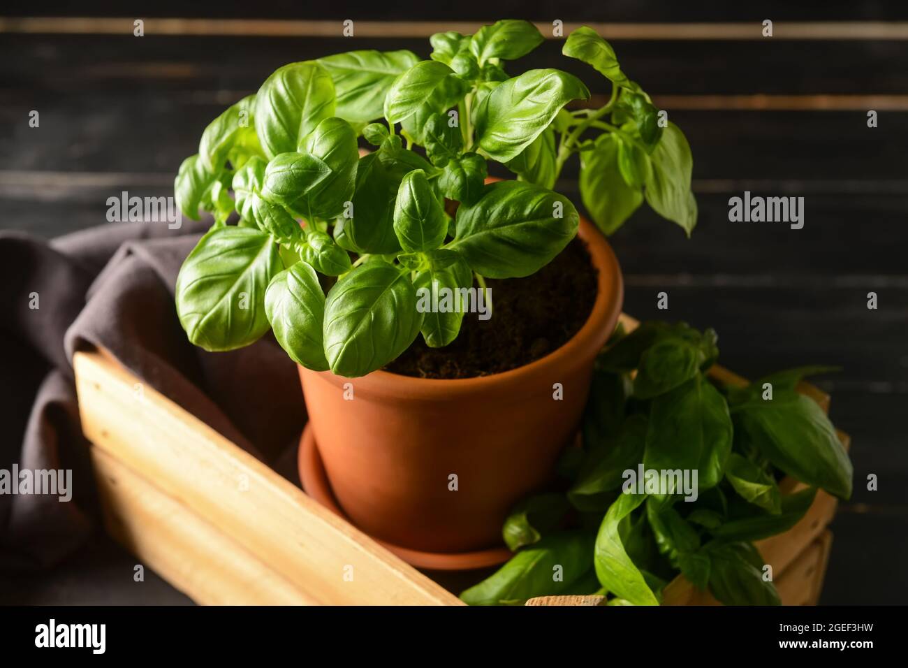 Fresh basil in pot on dark wooden background Stock Photo - Alamy